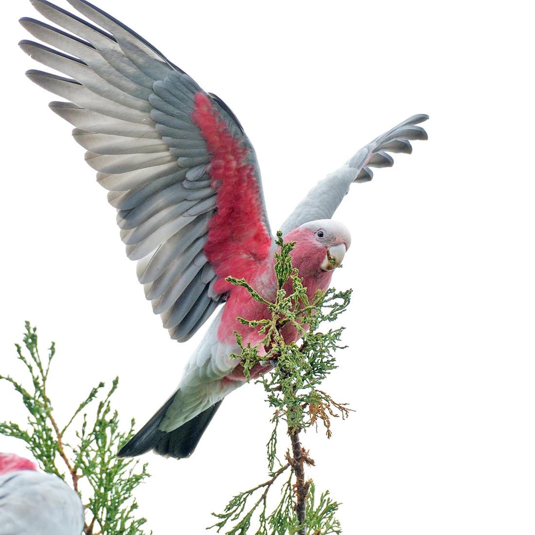 GOVVI: Empowering Wellness and Unlocking Savings